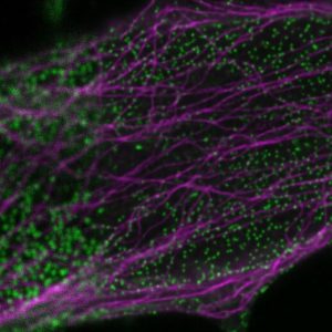 Leica - Aivia AI Image Analysis Software - Histocenter