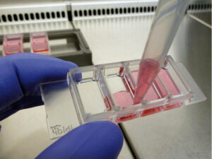 ibidi : µ-Slide 4 Well Ph+ - Chamber slide แบบ 4 ช่อง สำหรับงาน Phase ...