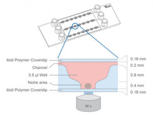 ibidi : µ-Slide Spheroid Perfusion - Histocenter