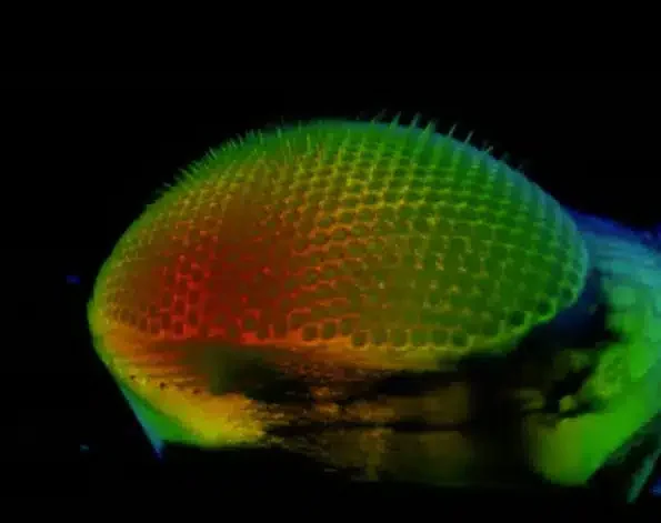 Confocal Microscope Archives - Histocenter